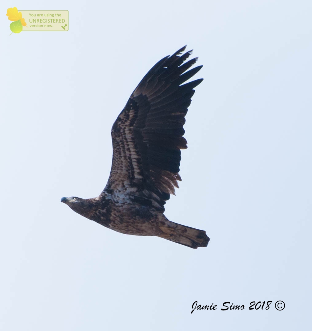 Peschel Open Space, Dec 8 -with Jamie Simo - Front Range Birding Company