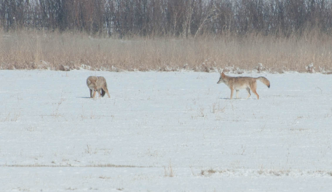 Teller Farms, Feb 9 -with Jamie Simo - Front Range Birding Company