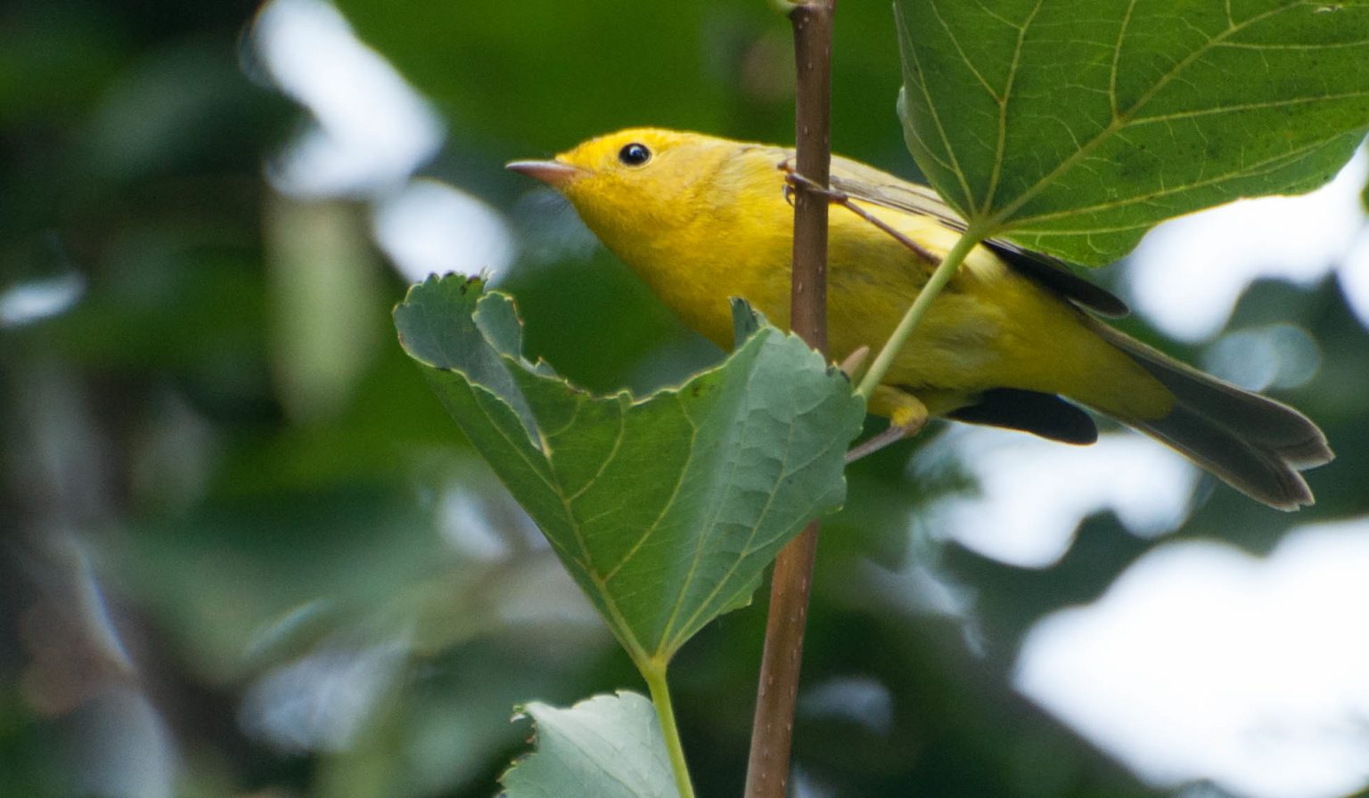 Saturday, September 13, 2025 Bird Walk to Twin Lakes Open Space with ...